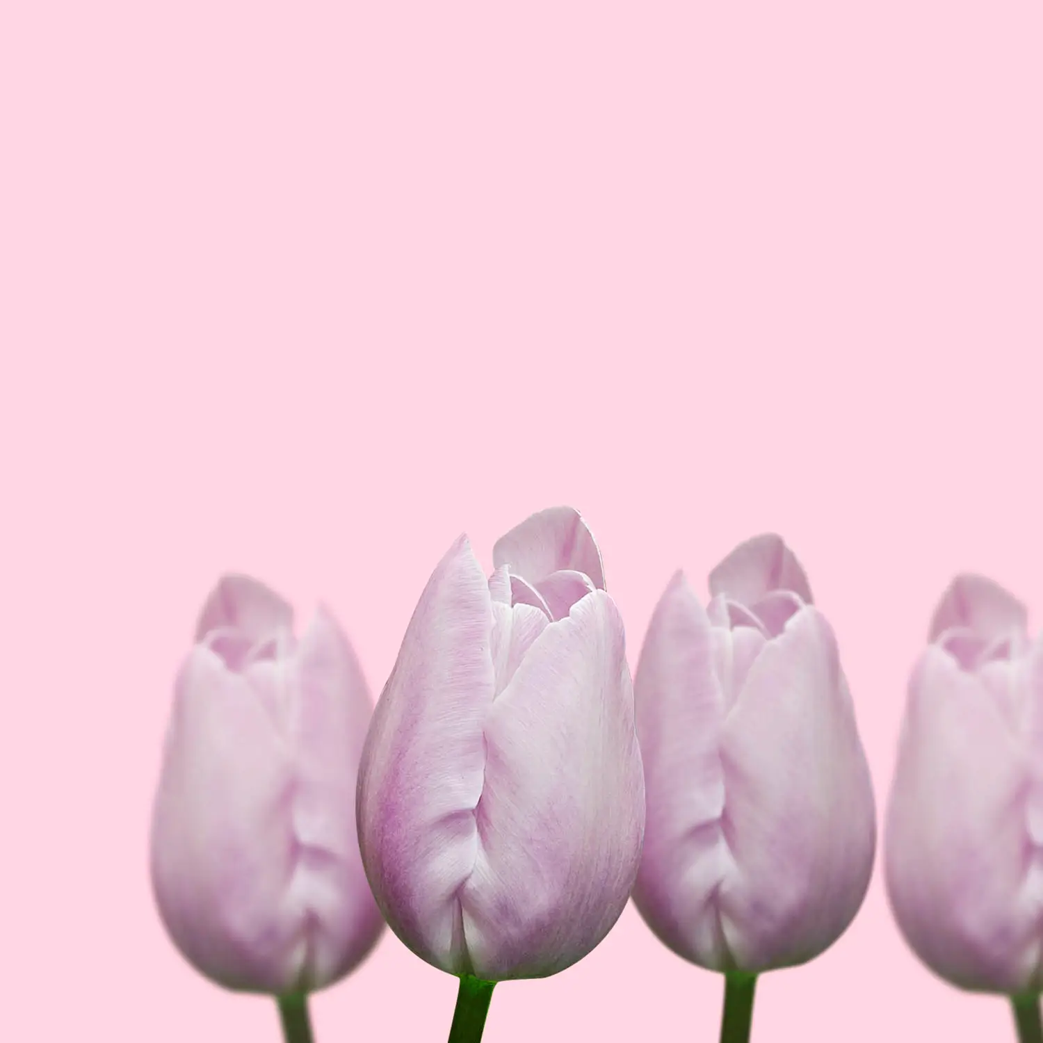 Tulips Tulips